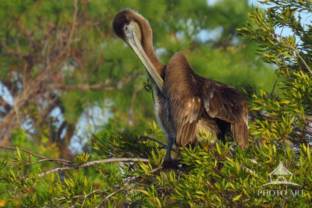 Preening time Photo Art Pavilion
